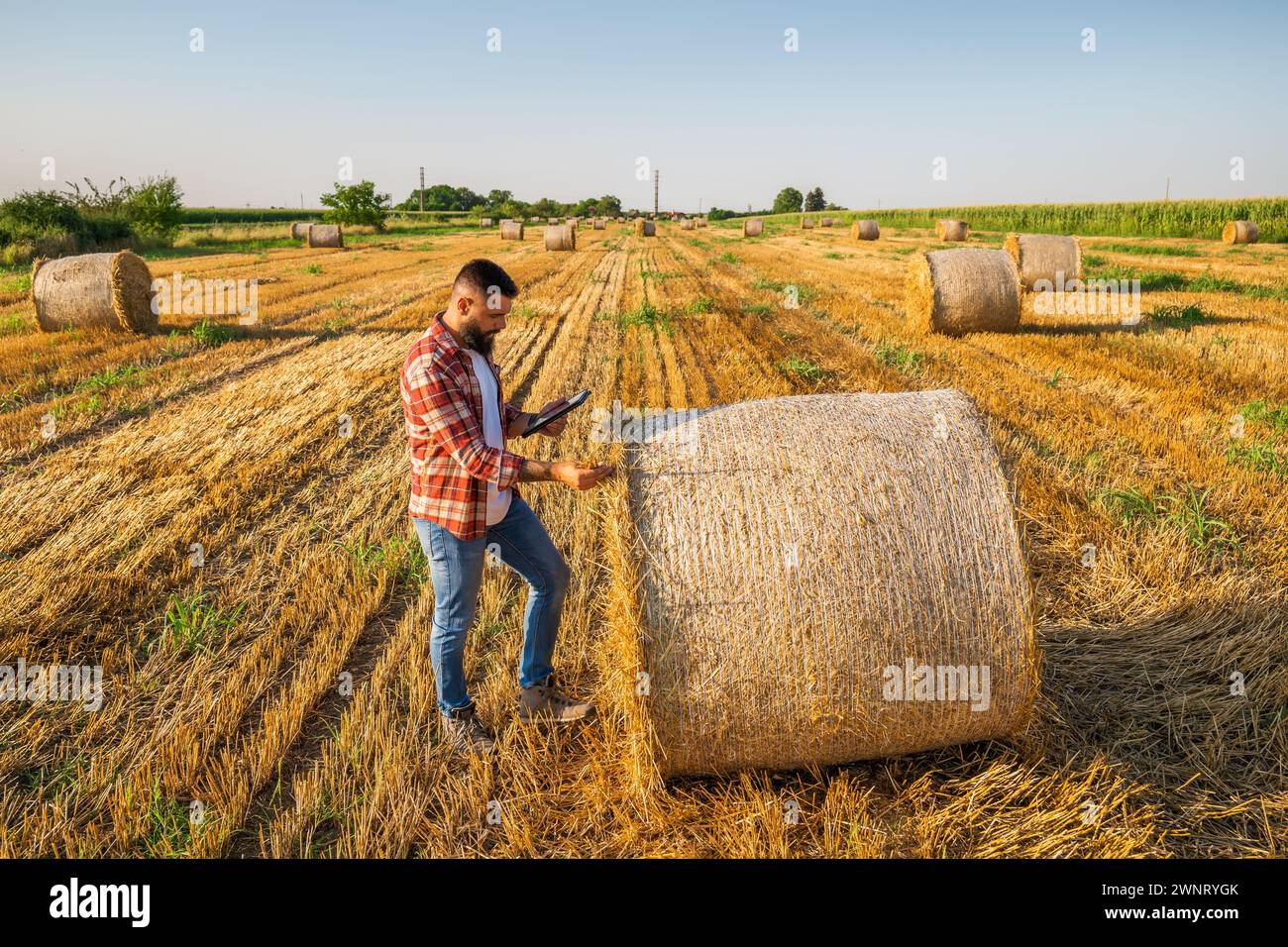 Farmer is standing beside bales of hay. He is examining straw after ...