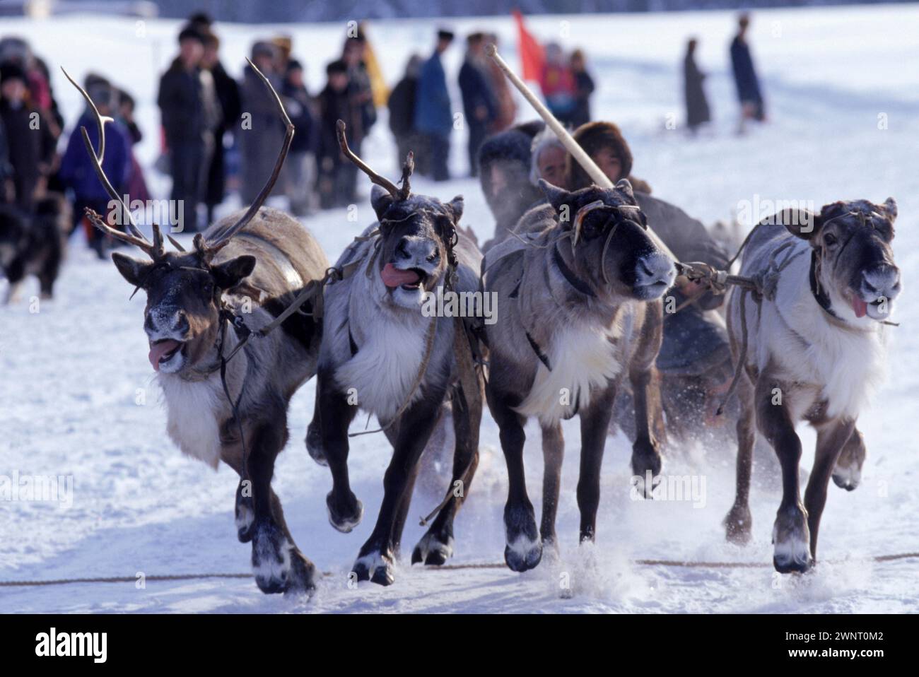 Four reindeer race a sled across the finish line, Siberia, Russia Stock ...