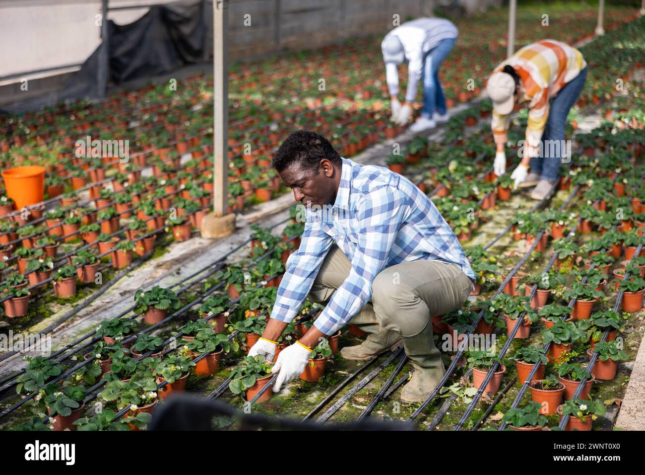 African American owner of glasshouse checking potted strawberry bushes ...