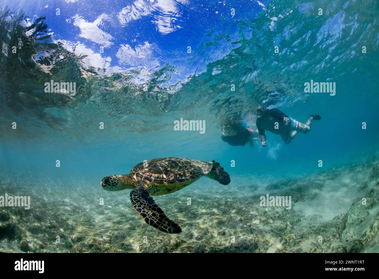 People Snorkeling With Turtles At Laniakea Beach Stock Photo - Alamy