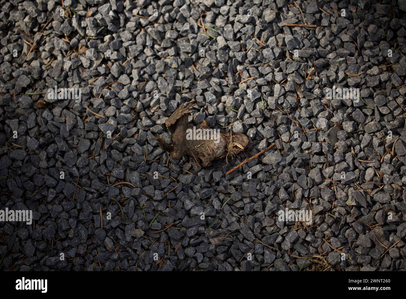 Dead frog on its back lying on a gravel path. Rhoen Mountains, Germany ...