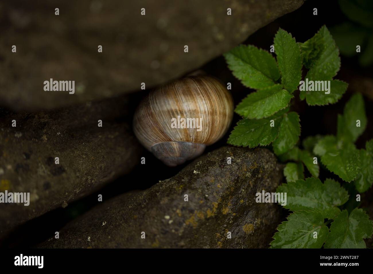 A wet snail shell between wet stones. Rhoen Mountains, Germany Stock ...