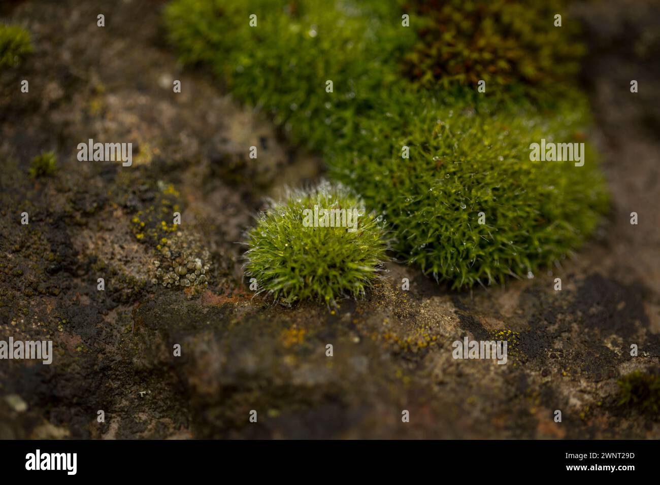 Small patches of moss on a wet stone. The moss is covered with ...