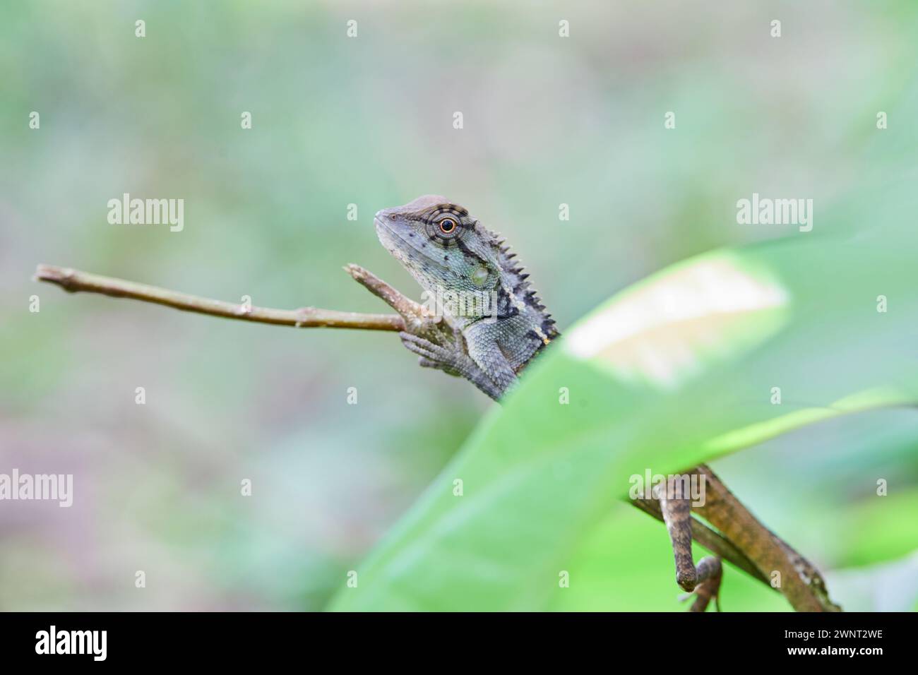 Rough skin lizard hi-res stock photography and images - Alamy