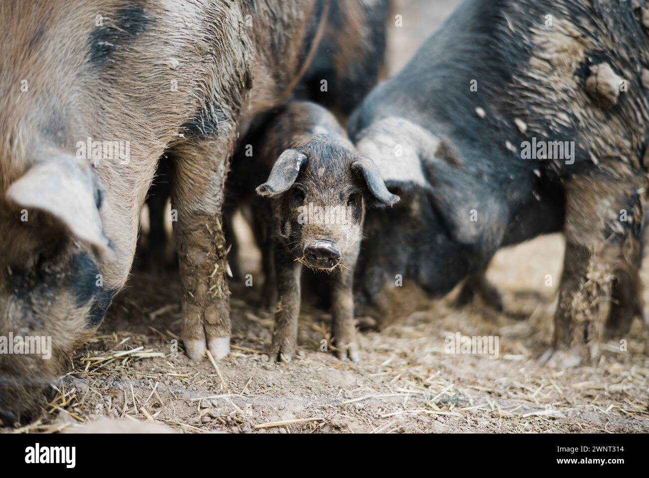 Baby pig standing next to two adult pigs Stock Photo - Alamy
