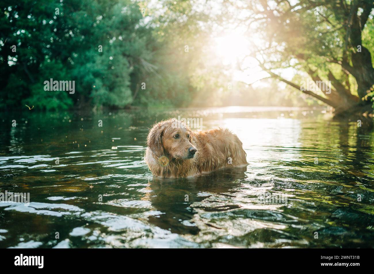 Golden retriever swimming in river Stock Photo - Alamy