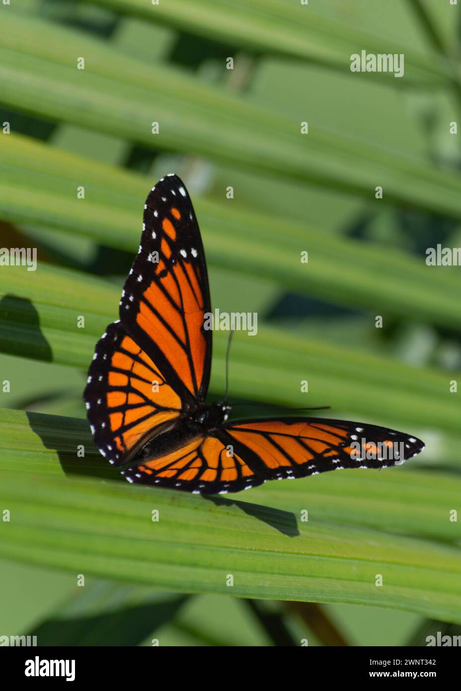 Vibrant butterflies hi-res stock photography and images - Alamy