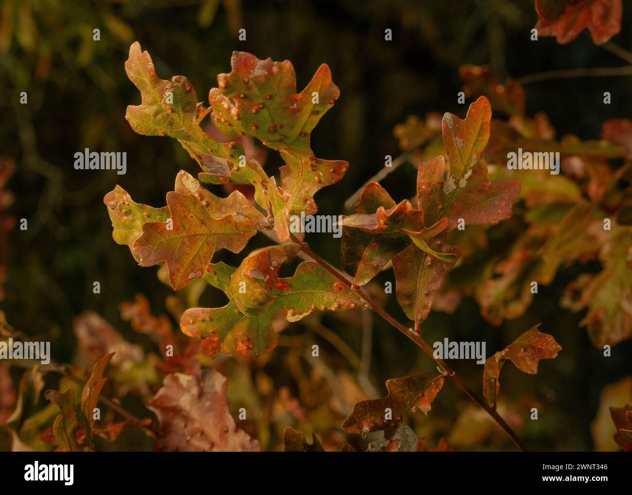 Branch of Leaves Detail at Pond Stock Photo - Alamy