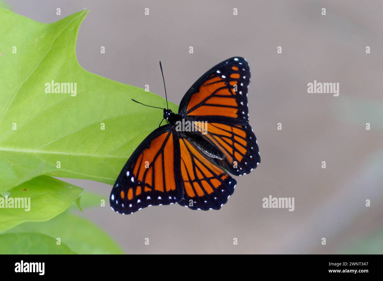 Orange Monarch on Potato Vine Stock Photo - Alamy