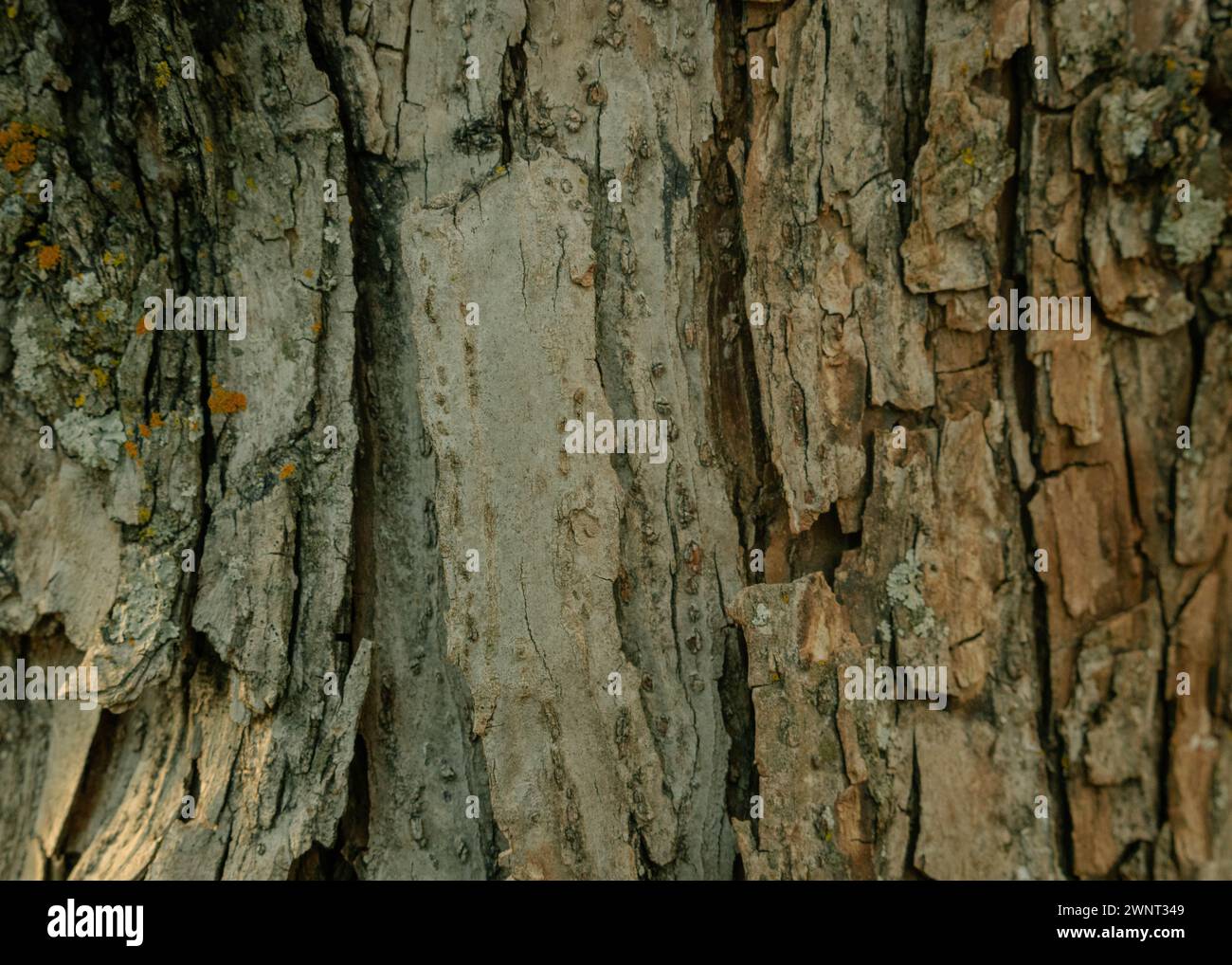 Tree Bark Detail at Pond Stock Photo - Alamy