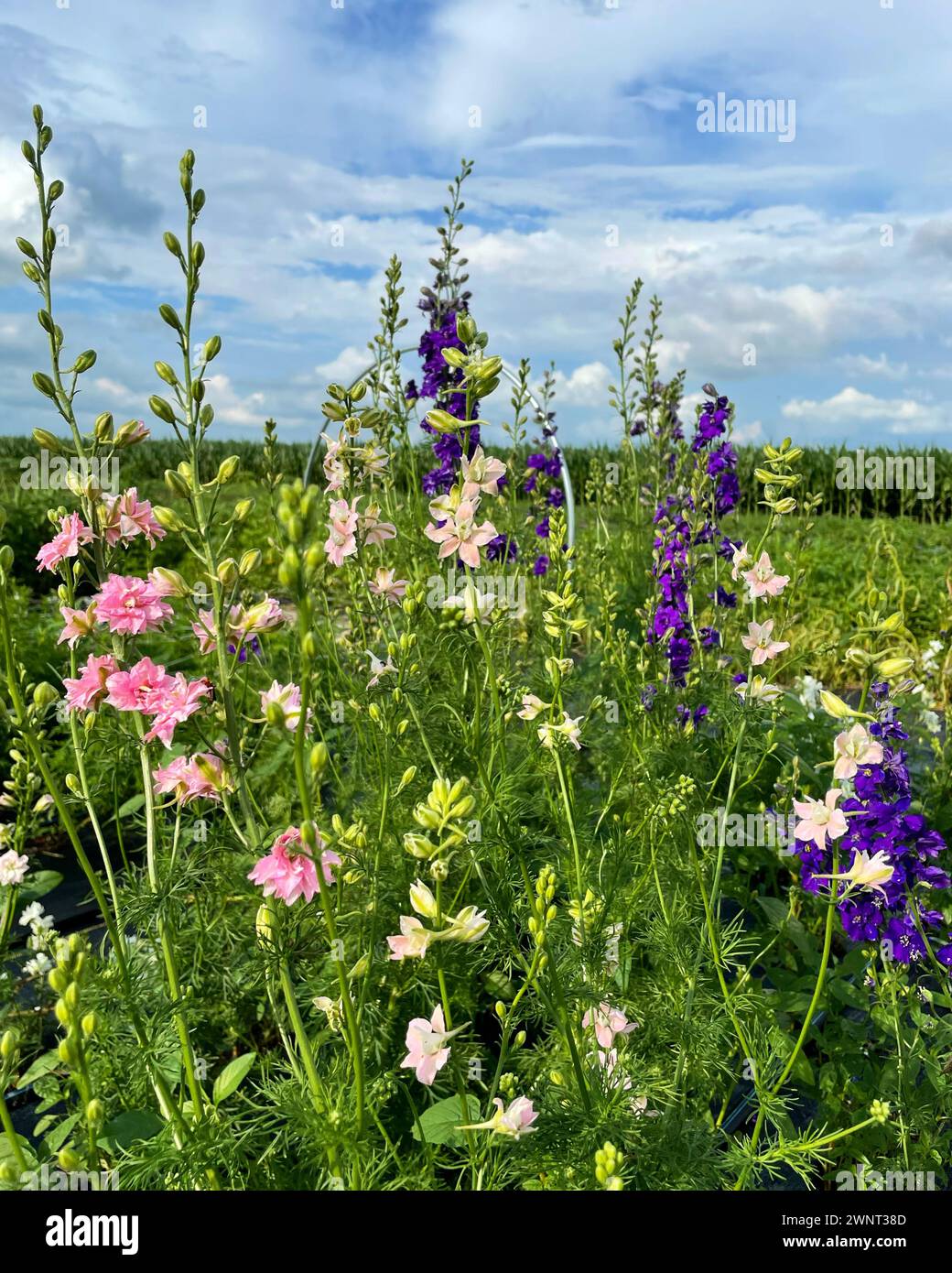 Illinois wild flowers hi-res stock photography and images - Alamy
