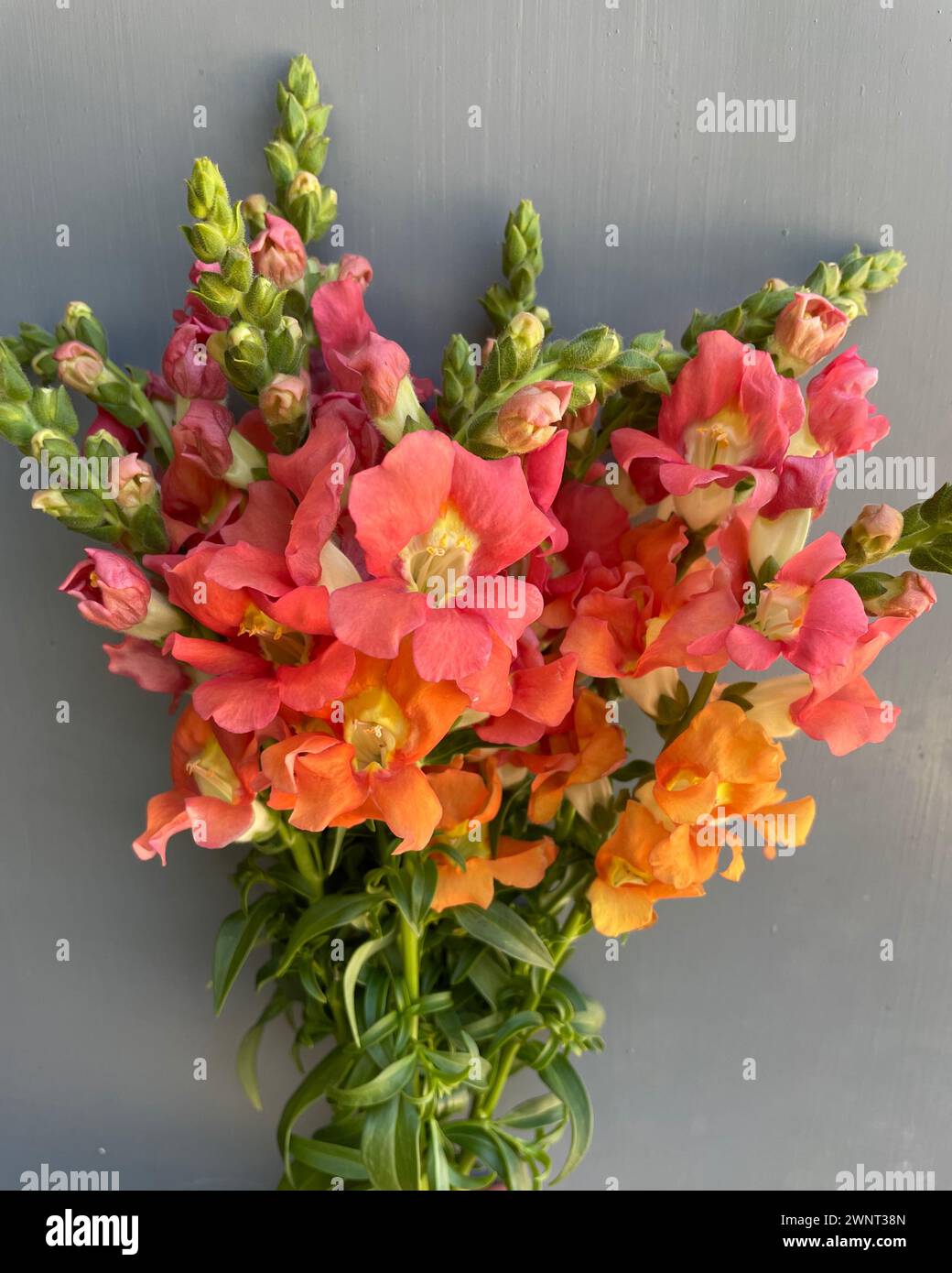 Orange snapdragon flower hi-res stock photography and images - Alamy