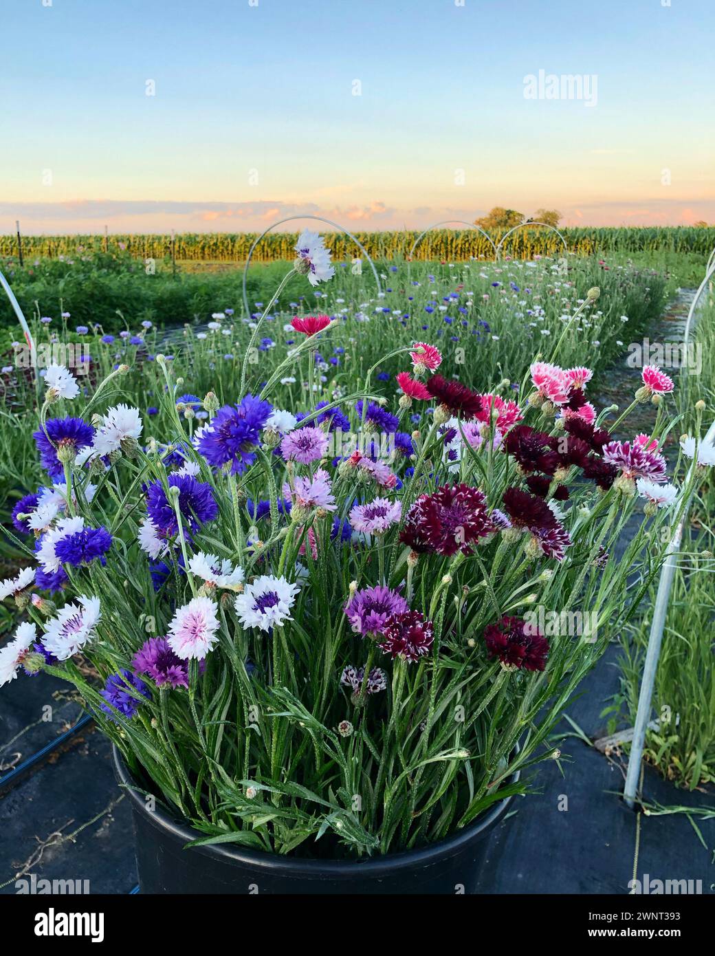 Bucket of bachelor buttons in the flower field Stock Photo - Alamy