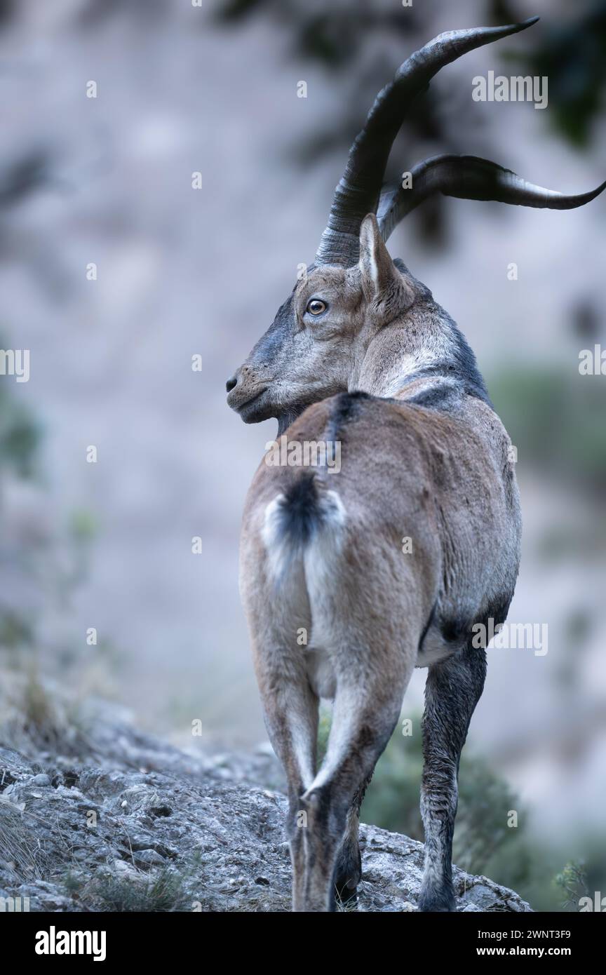 Wild bovine species hi-res stock photography and images - Alamy