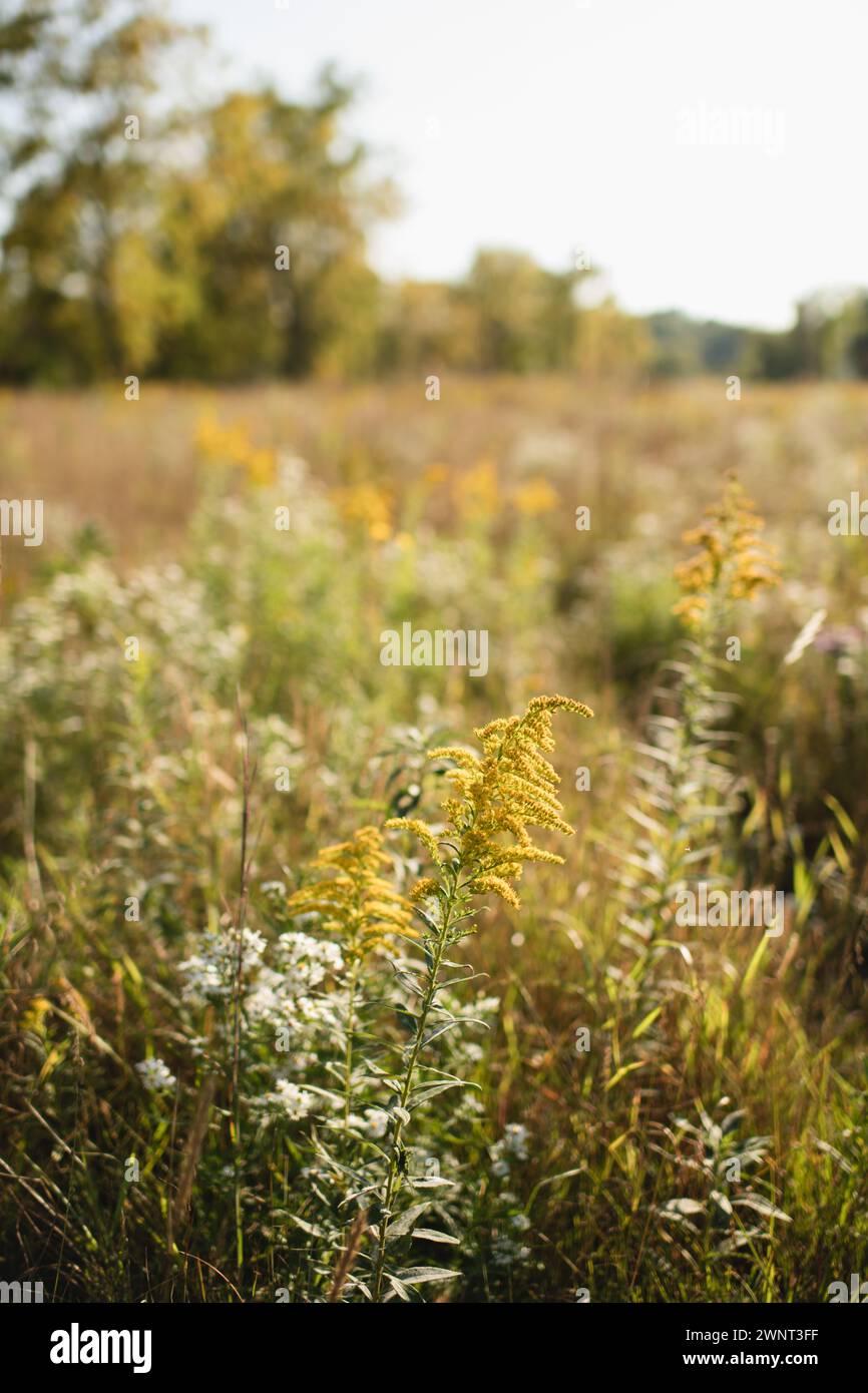 Meadow of early fall perennial plants growing in warm sunlight Stock ...