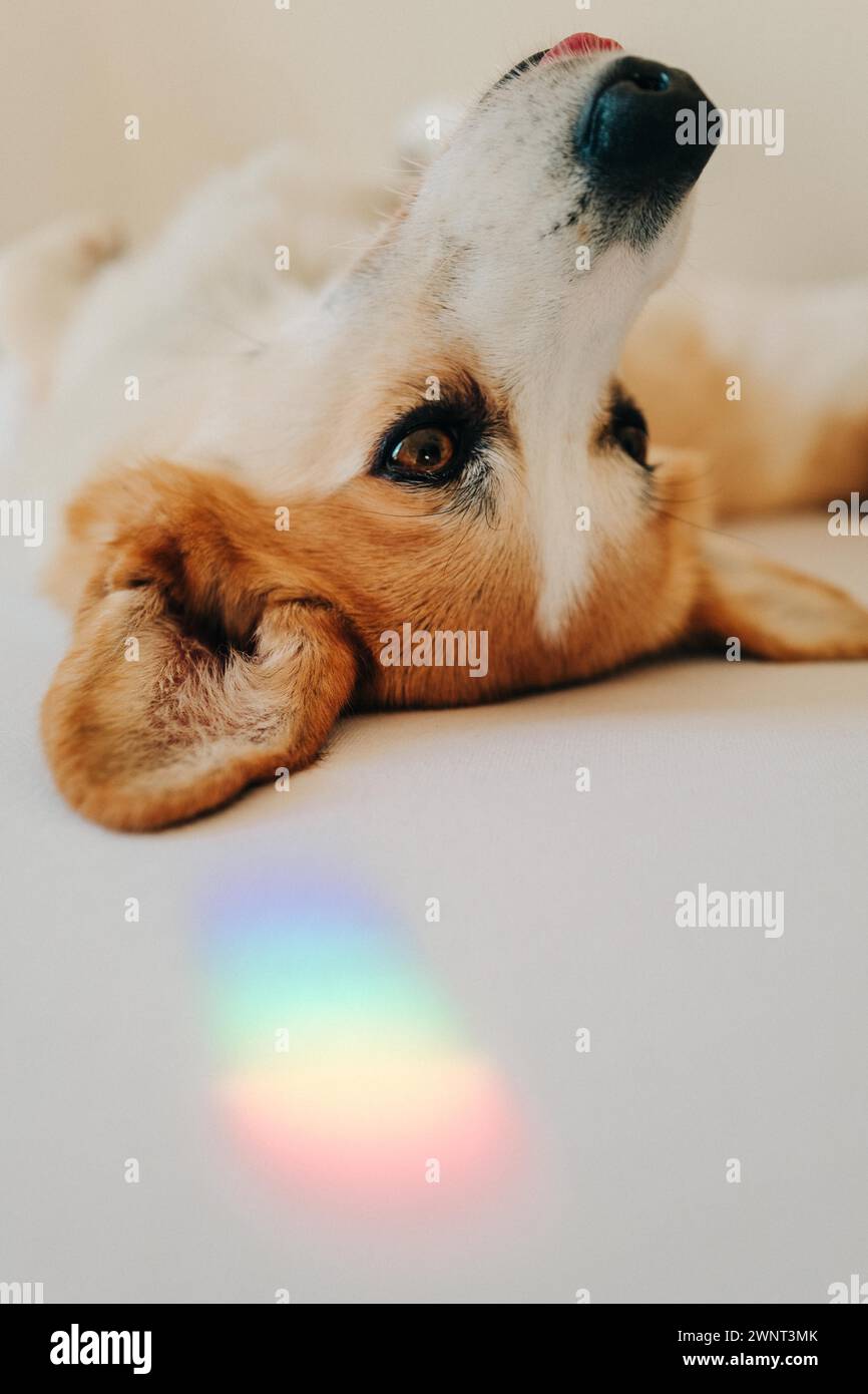 Close portrait of a corgi lying on her back on a bed in a room Stock ...