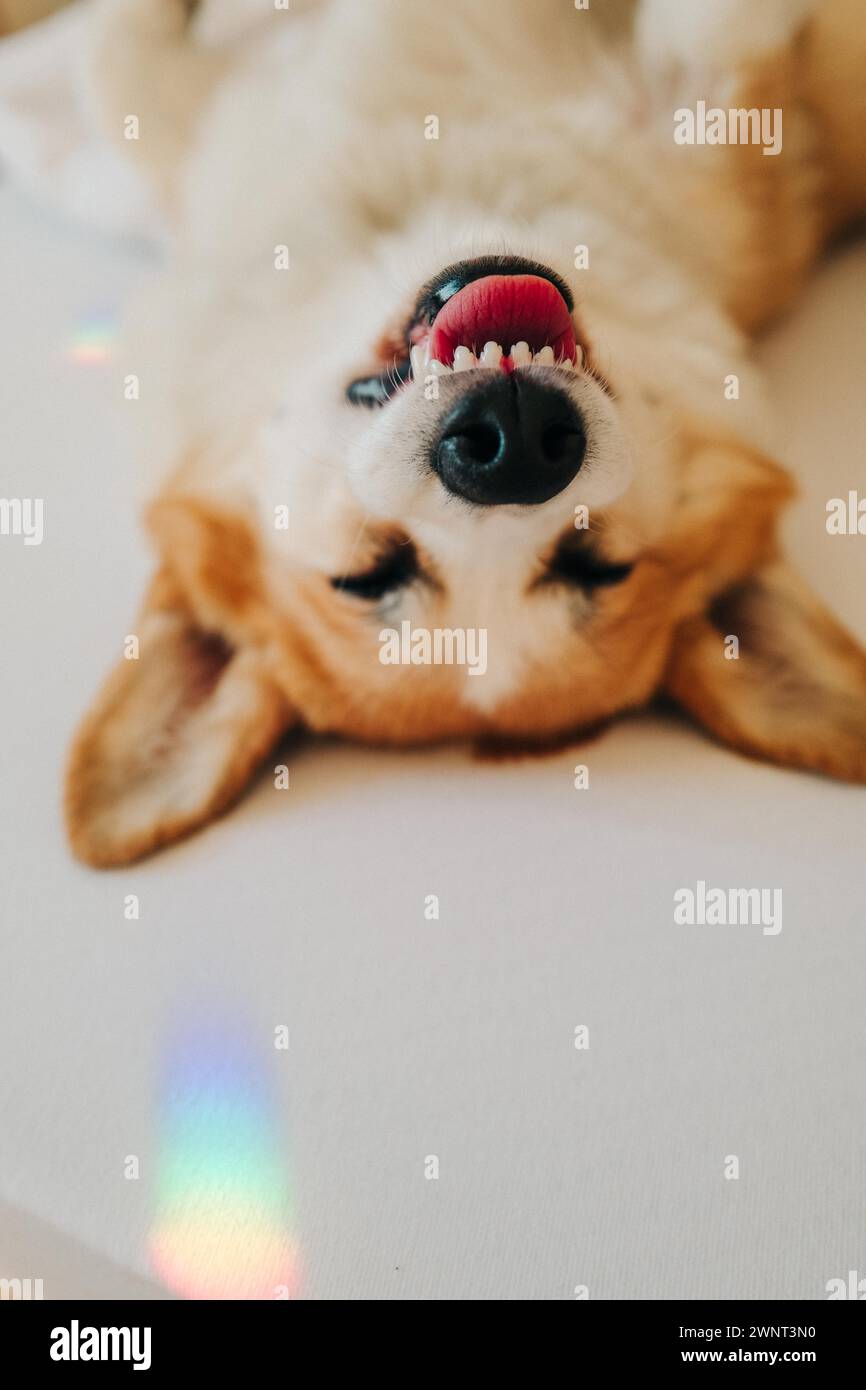 Close portrait of a corgi sleeping on its back on a bed in a room Stock ...