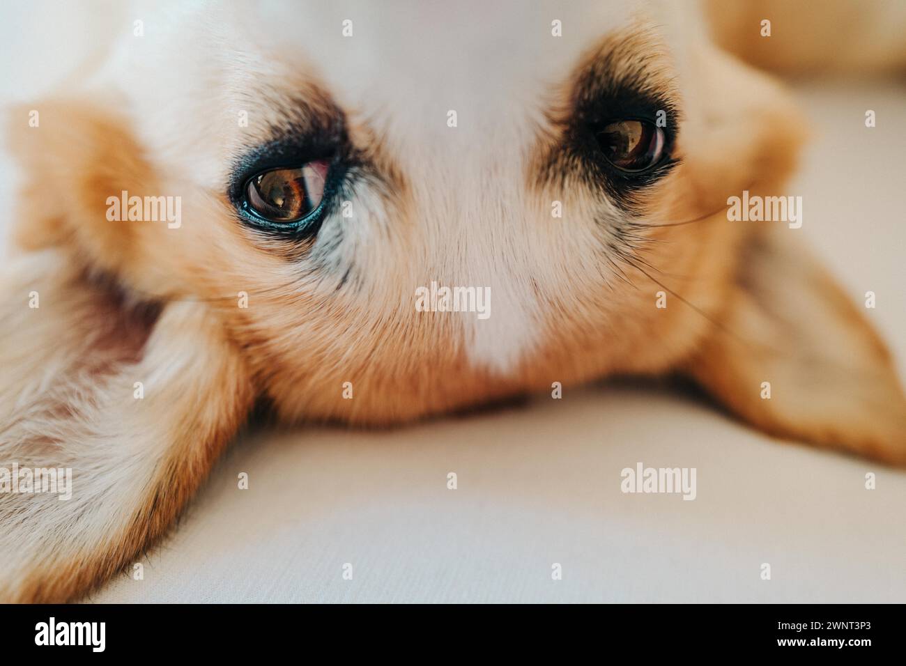 Close portrait of a corgi lying on her back on a bed in a room Stock ...