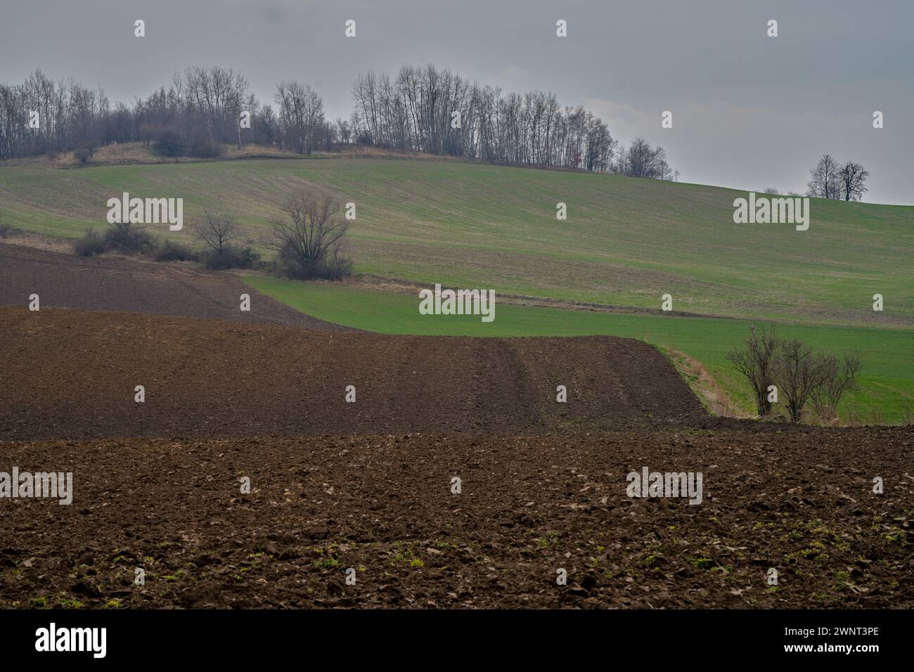 Early spring rural landscape with green germinating crpos at the foot ...