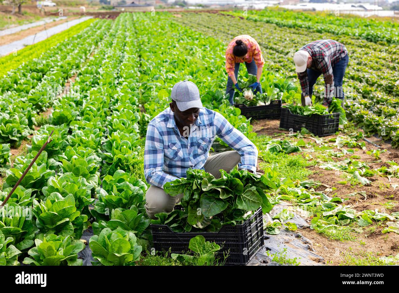 Agricultural worker harvesting green chard on vegetable plantation ...