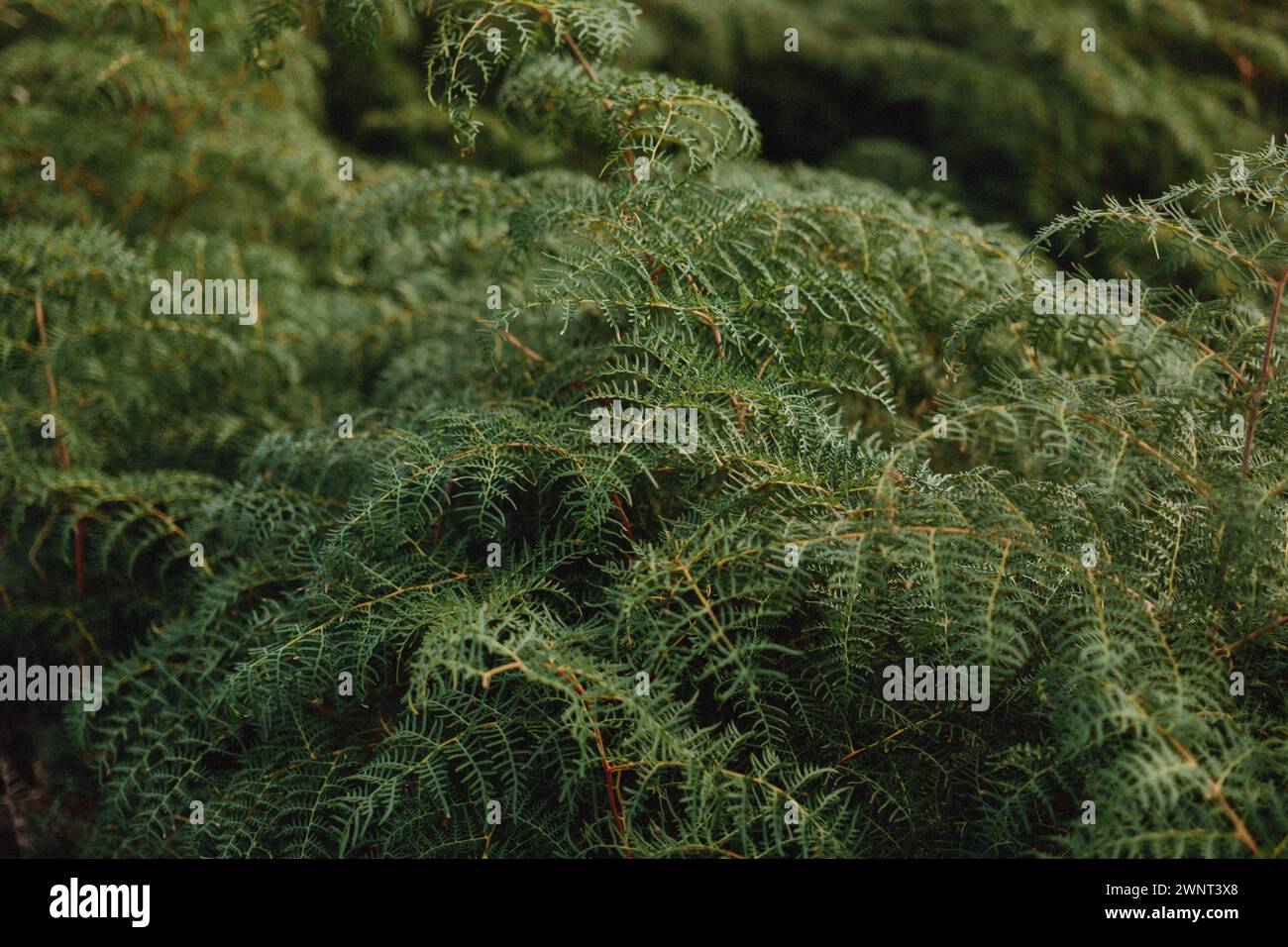 Natural light background of evergreen foliage branches and needles ...