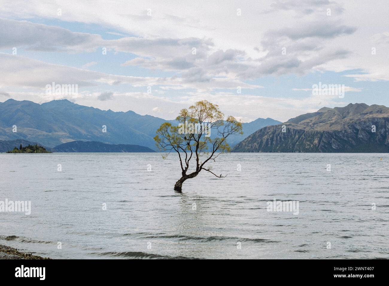 Iconic isolated Wanaka lake tree with mountain background Stock Photo ...