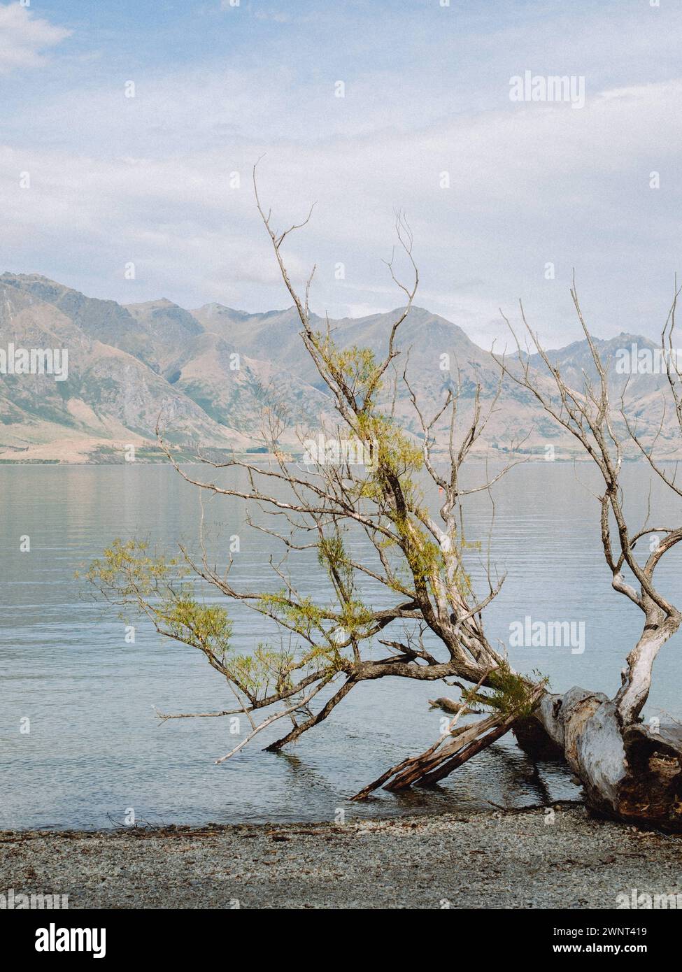 Isolated sprouting tree in water at lakeside beach with mountains Stock ...