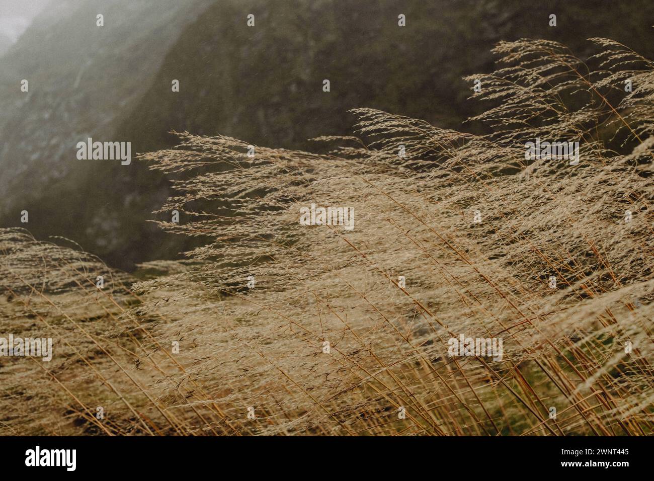 Abstract texture dry botanical hi-res stock photography and images - Alamy