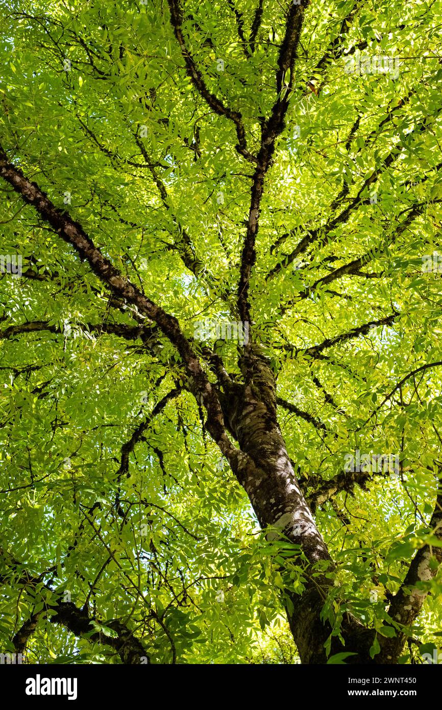 Green tree with branches and leaves. Photo up to the tree top shot from ...