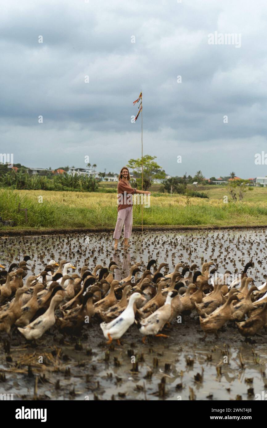 Long-haired man on a duck farm. Ducks in a rice field Bali Stock Photo ...