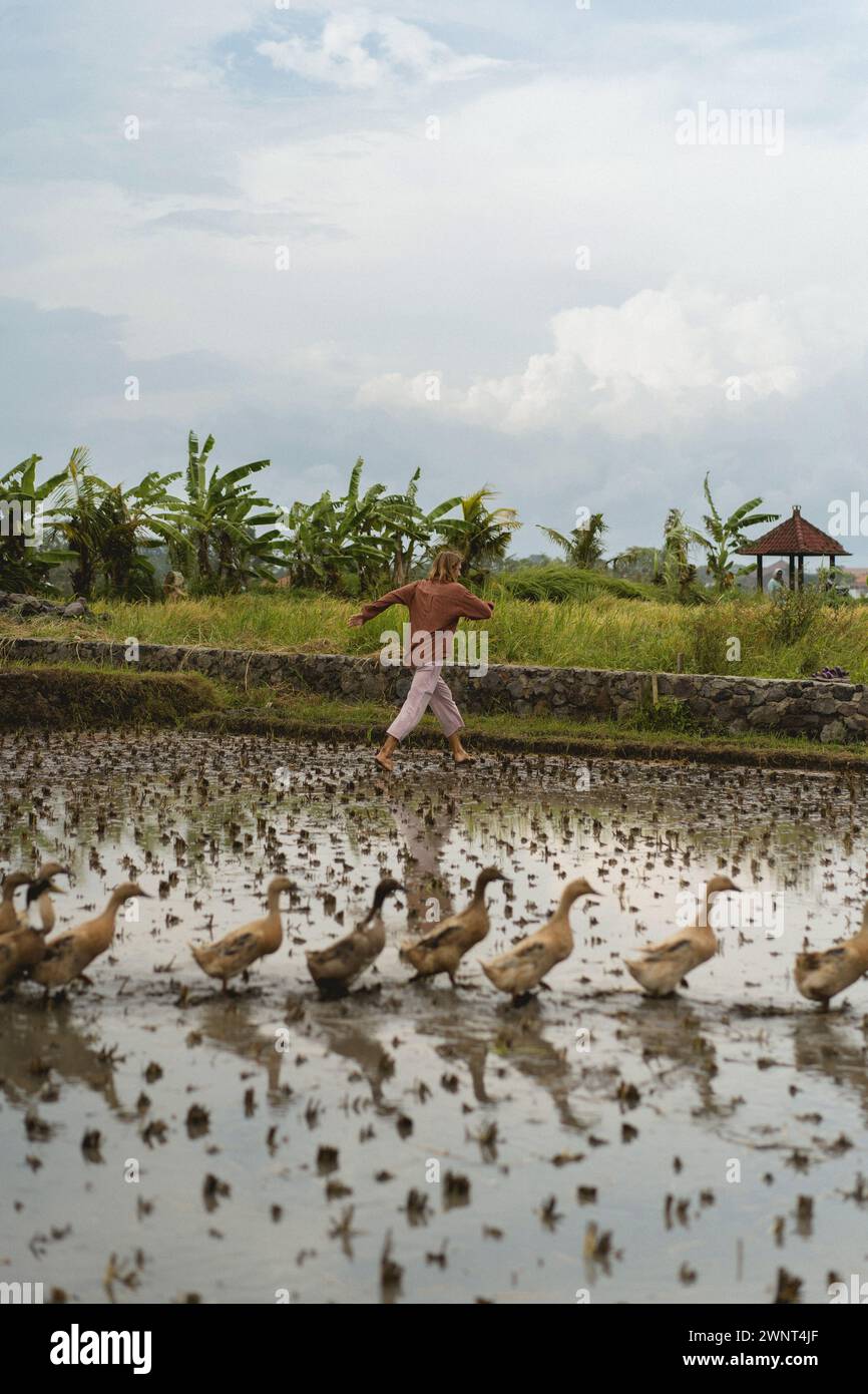 Long-haired man on a duck farm. Ducks in a rice field Bali Stock Photo ...