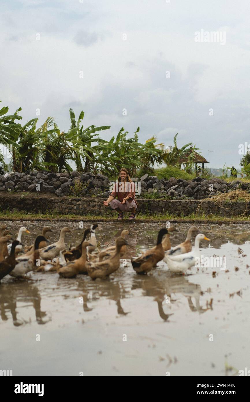 Long-haired man on a duck farm. Ducks in a rice field Bali Stock Photo ...