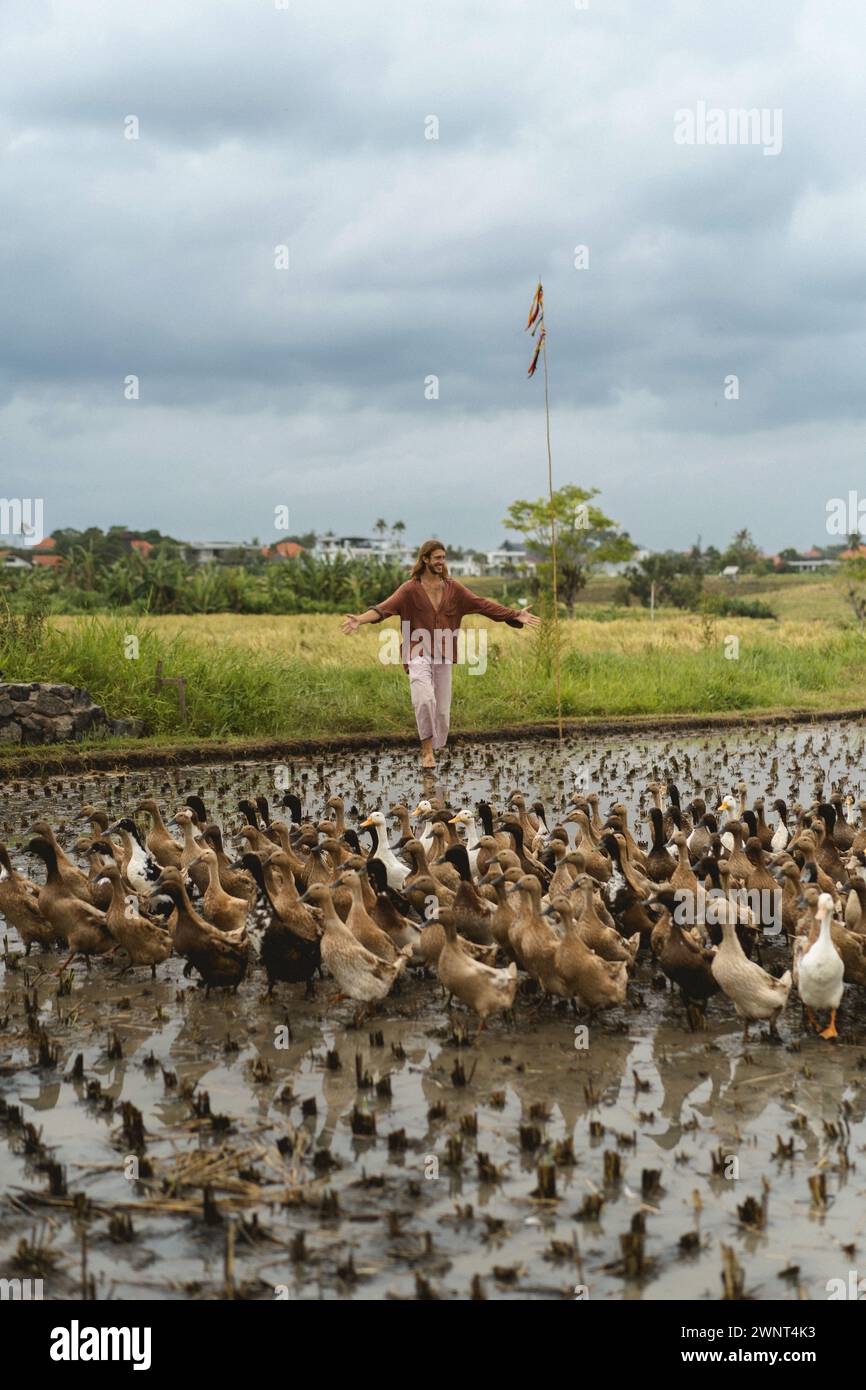 Long-haired man on a duck farm. Ducks in a rice field Bali Stock Photo ...