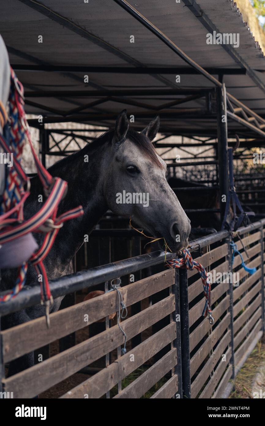 Horse bali hi-res stock photography and images - Alamy