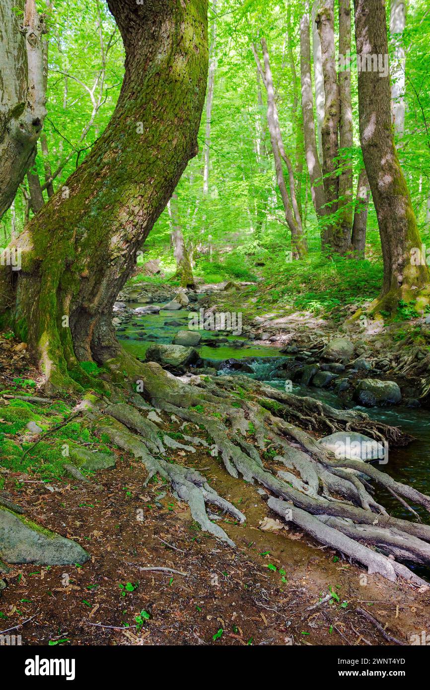 creek flows through the beech forest of carpathian mountains. shallow ...