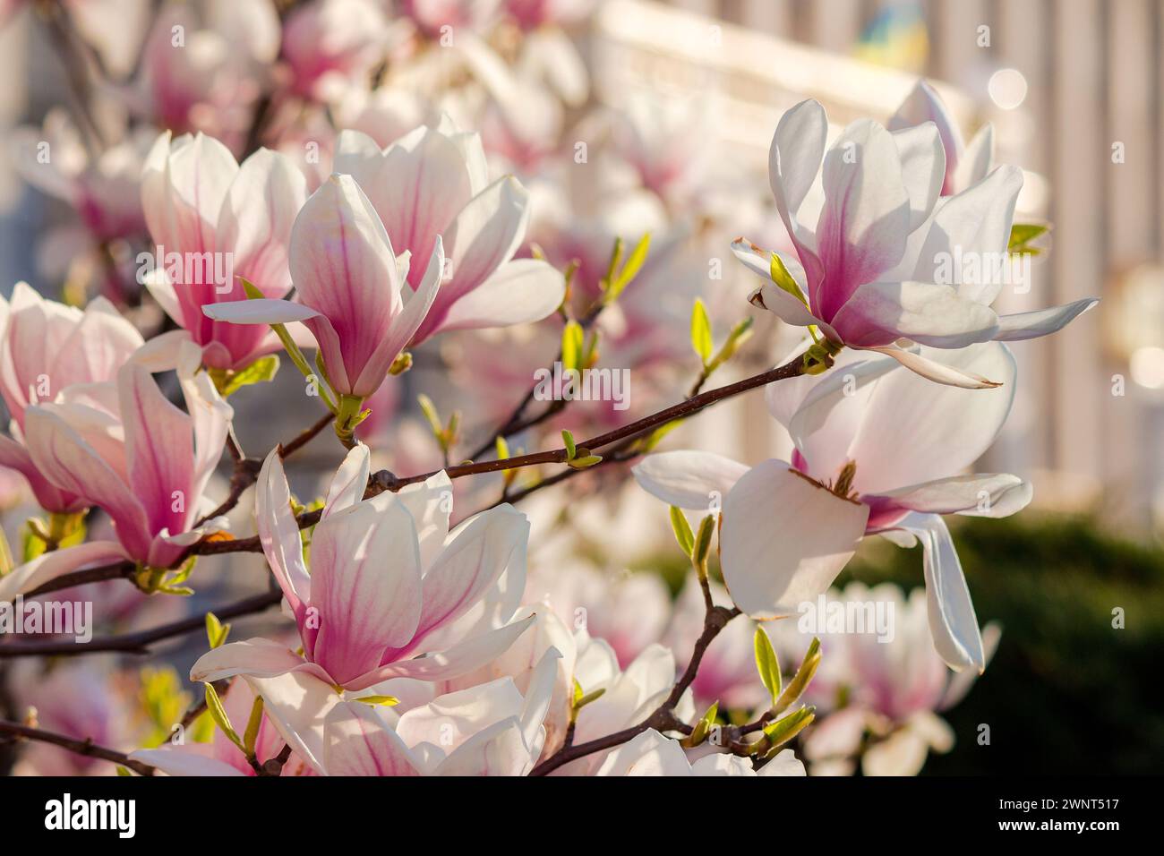 big pink flowers of magnolia soulangeana tree in full bloom. beautiful ...