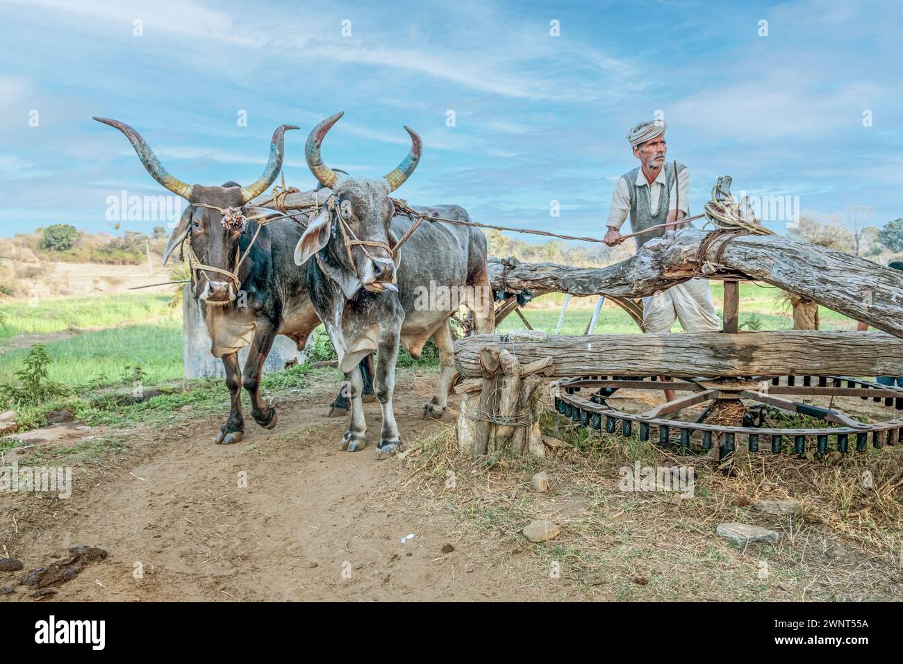 Drinking farming irrigation hi-res stock photography and images - Alamy