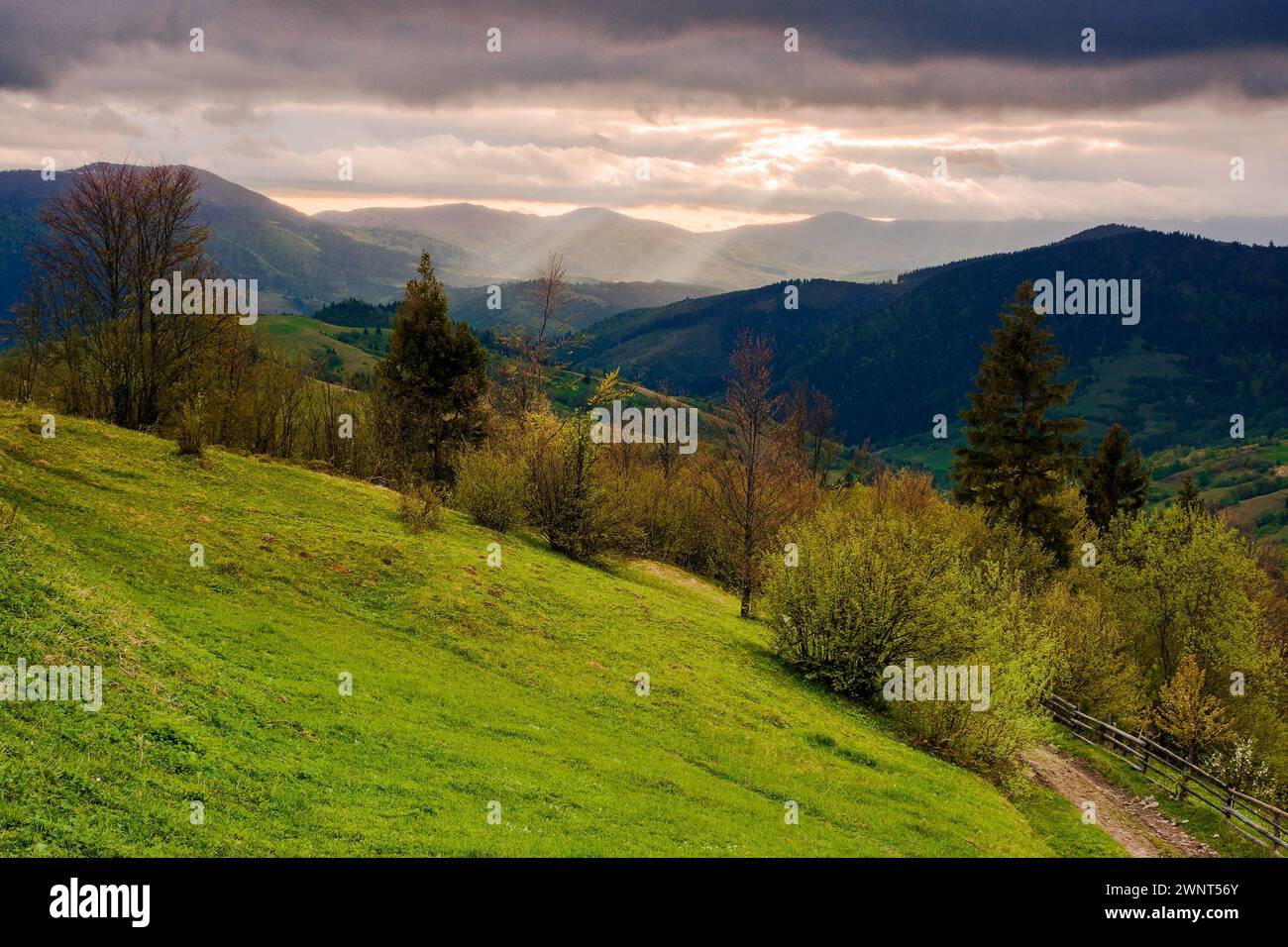 mountainous rural landscape of ukraine at sunset in spring. trees on the grassy hills rolling in ...