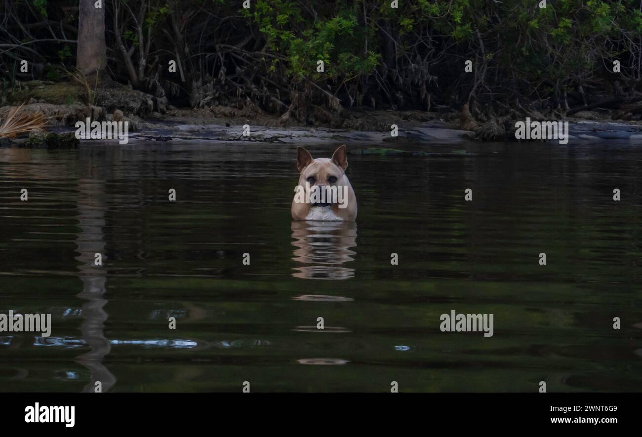 Paws and reflect hi-res stock photography and images - Alamy