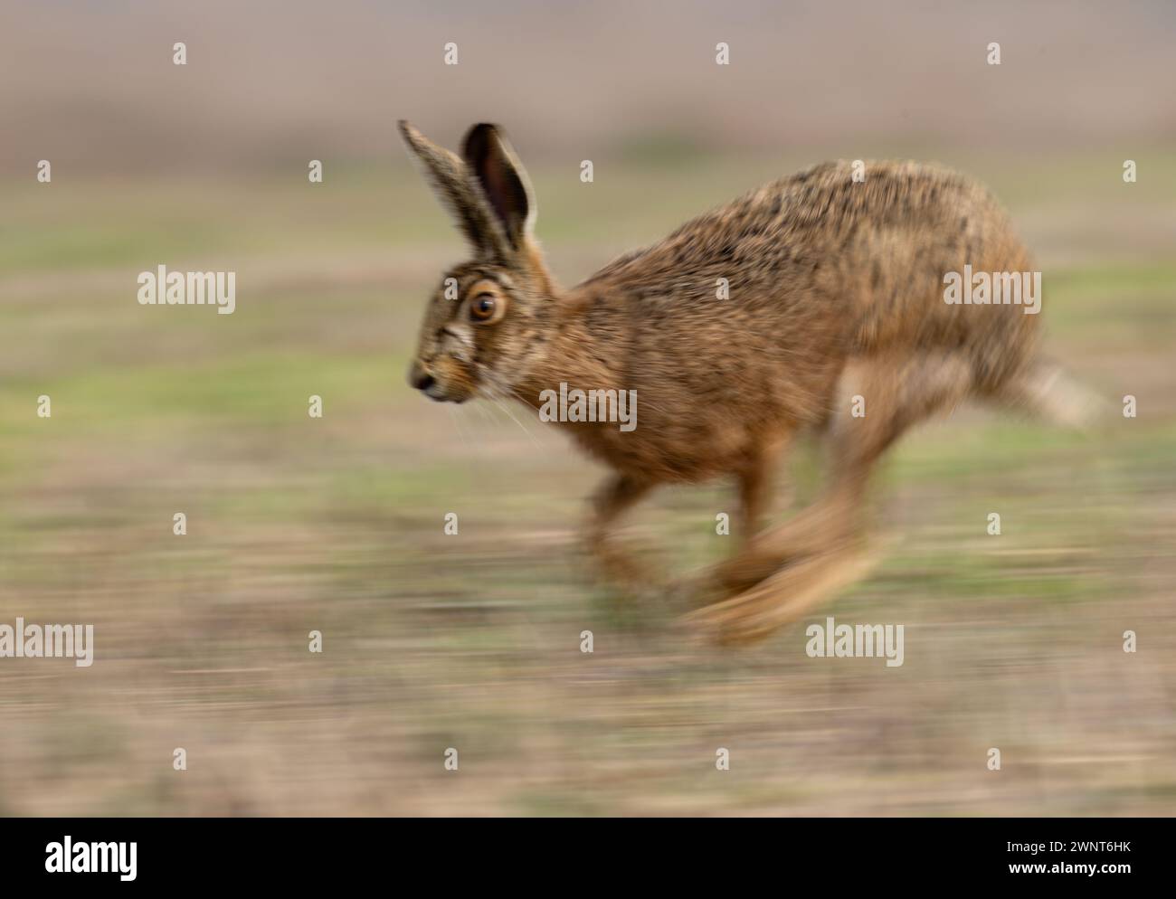 A Brown Hare (Lepus europaeus) running with motion blur across east of ...