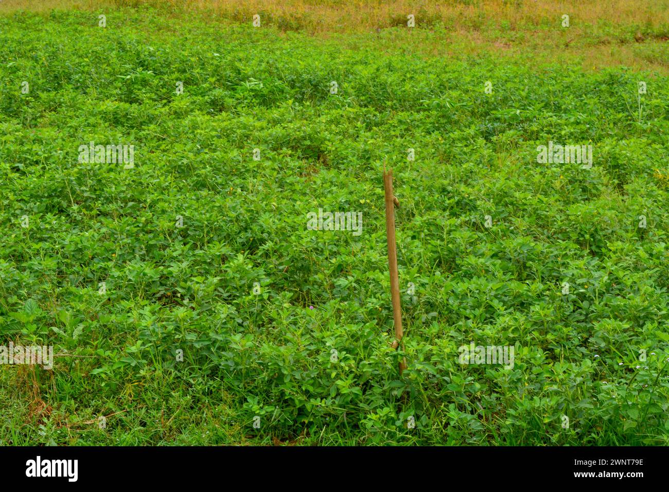 corn tree plant of flowers, stems, and leaves in a field Stock Photo ...