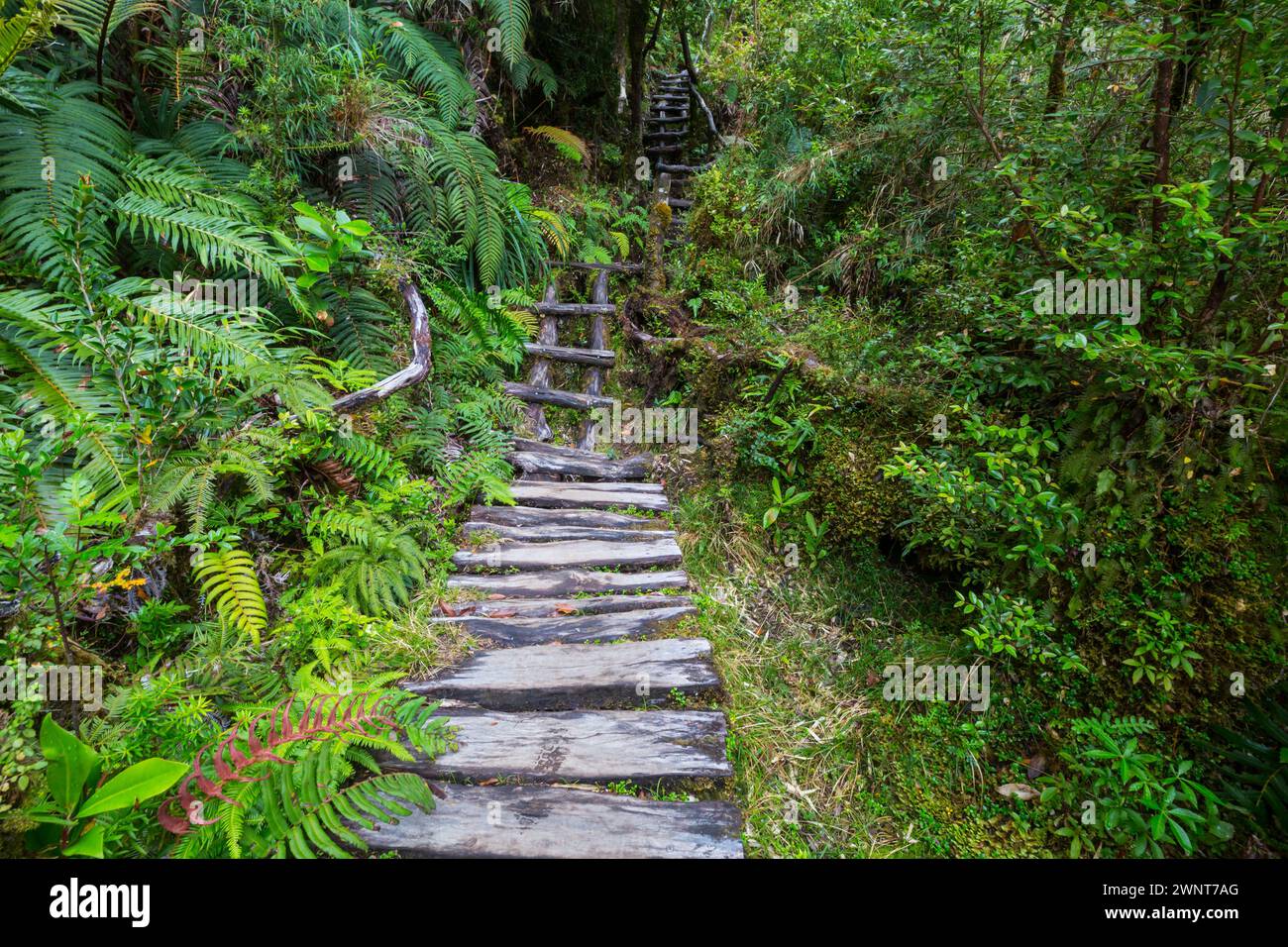 Pathway in the green rain forest Stock Photo - Alamy