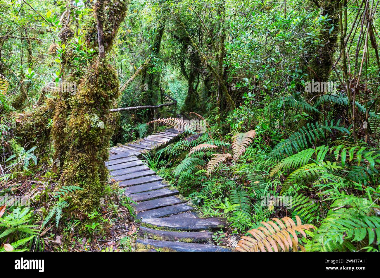Pathway in the green rain forest Stock Photo - Alamy