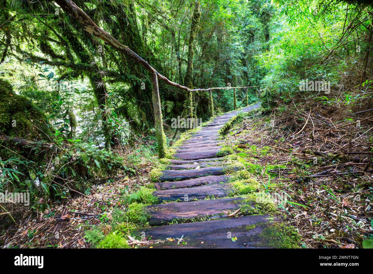 Pathway in the green rain forest Stock Photo - Alamy