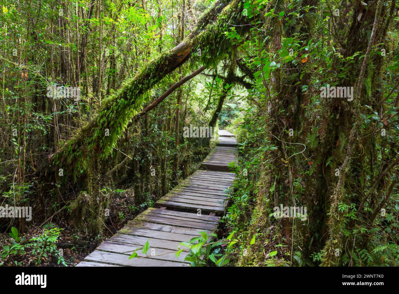 Pathway in the green rain forest Stock Photo - Alamy
