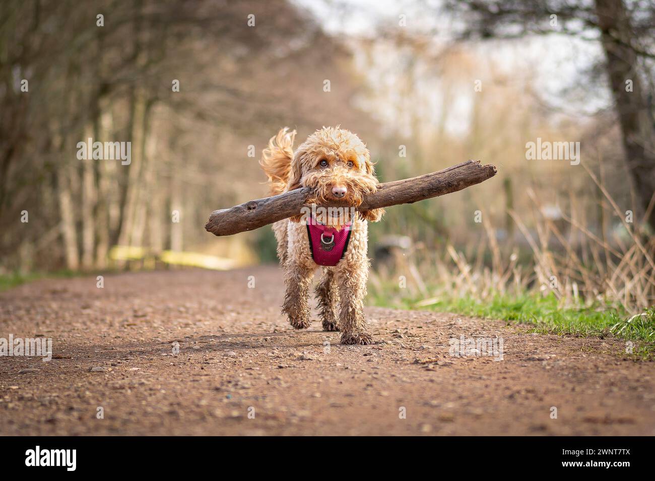 Walking the dog funny hi-res stock photography and images - Alamy