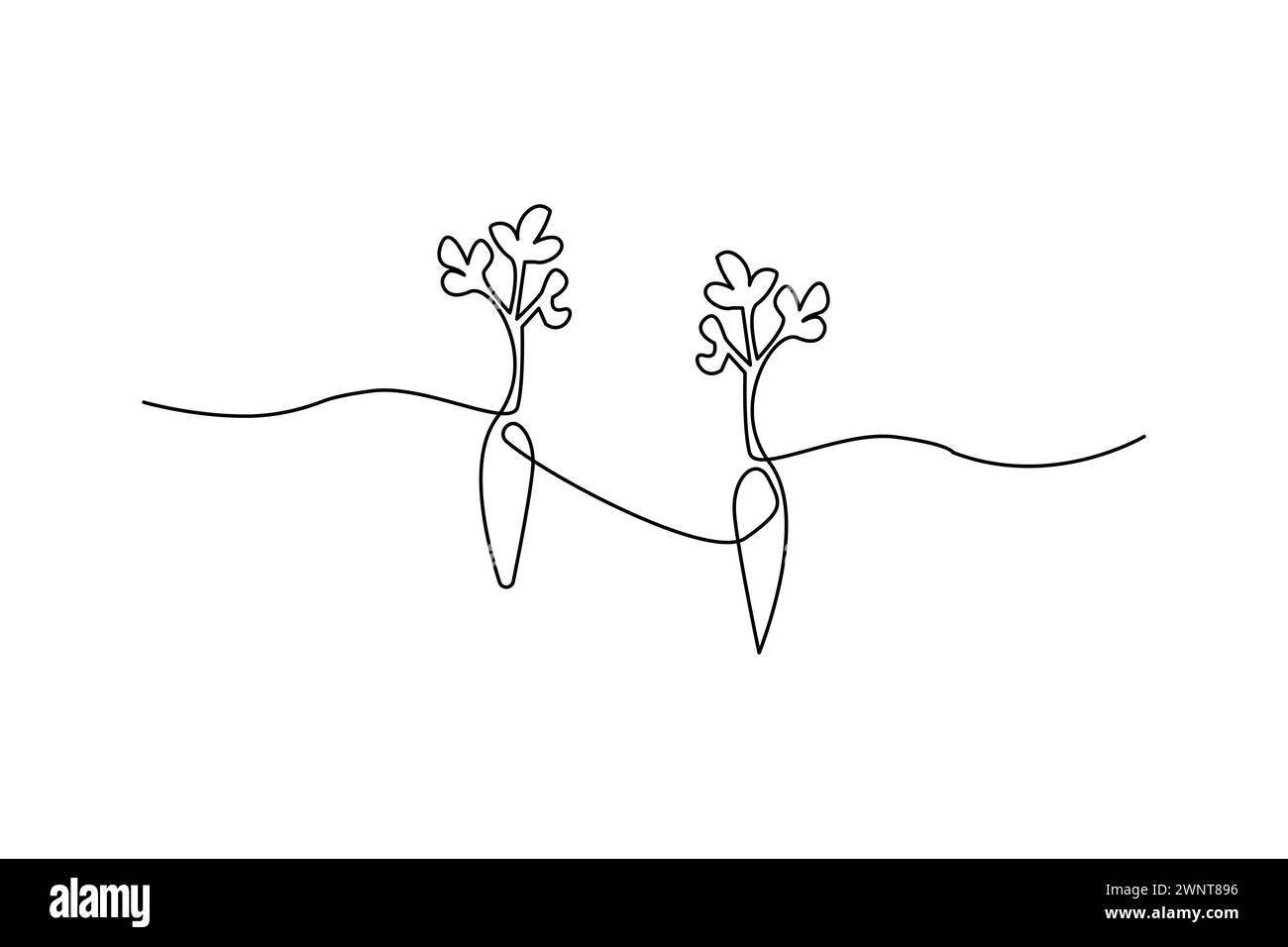 Carrot line art. Simple, minimal design. Elegant, organic feel. Vector illustration. EPS 10 ...