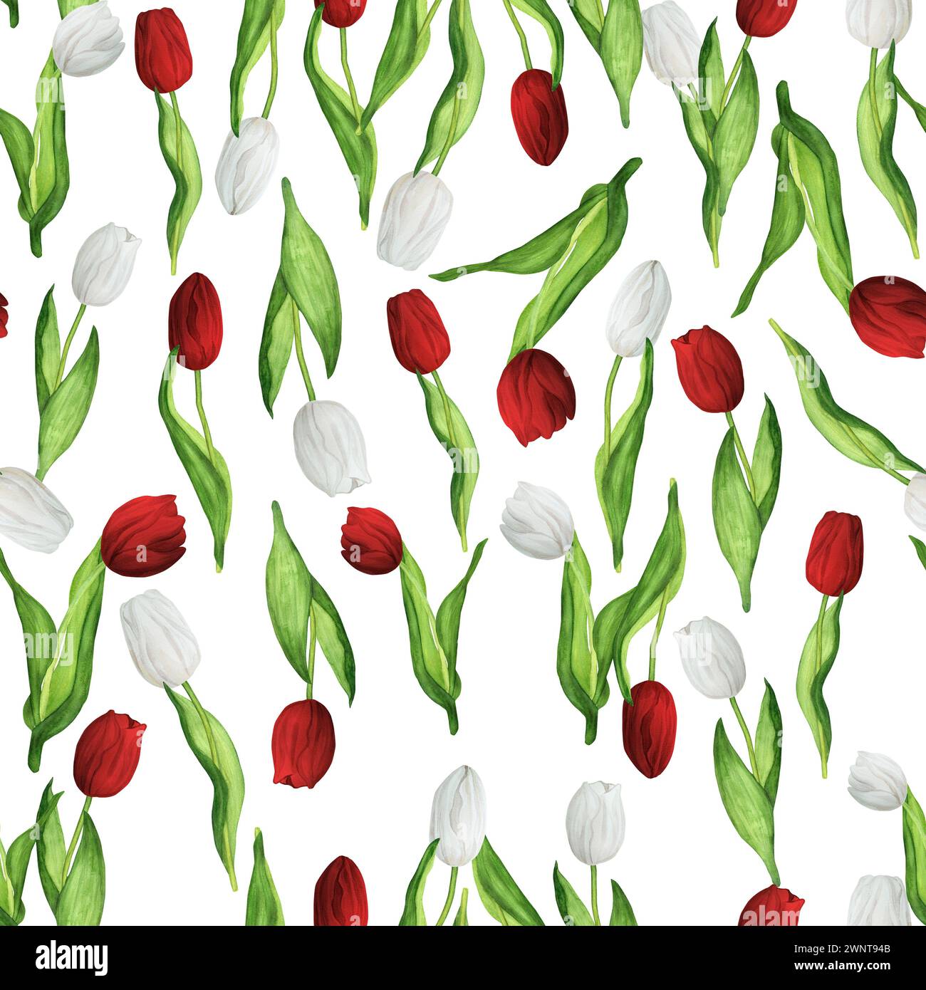 Hand-drawn watercolor illustration. Seamless floral pattern with red and white tulips in motion ...