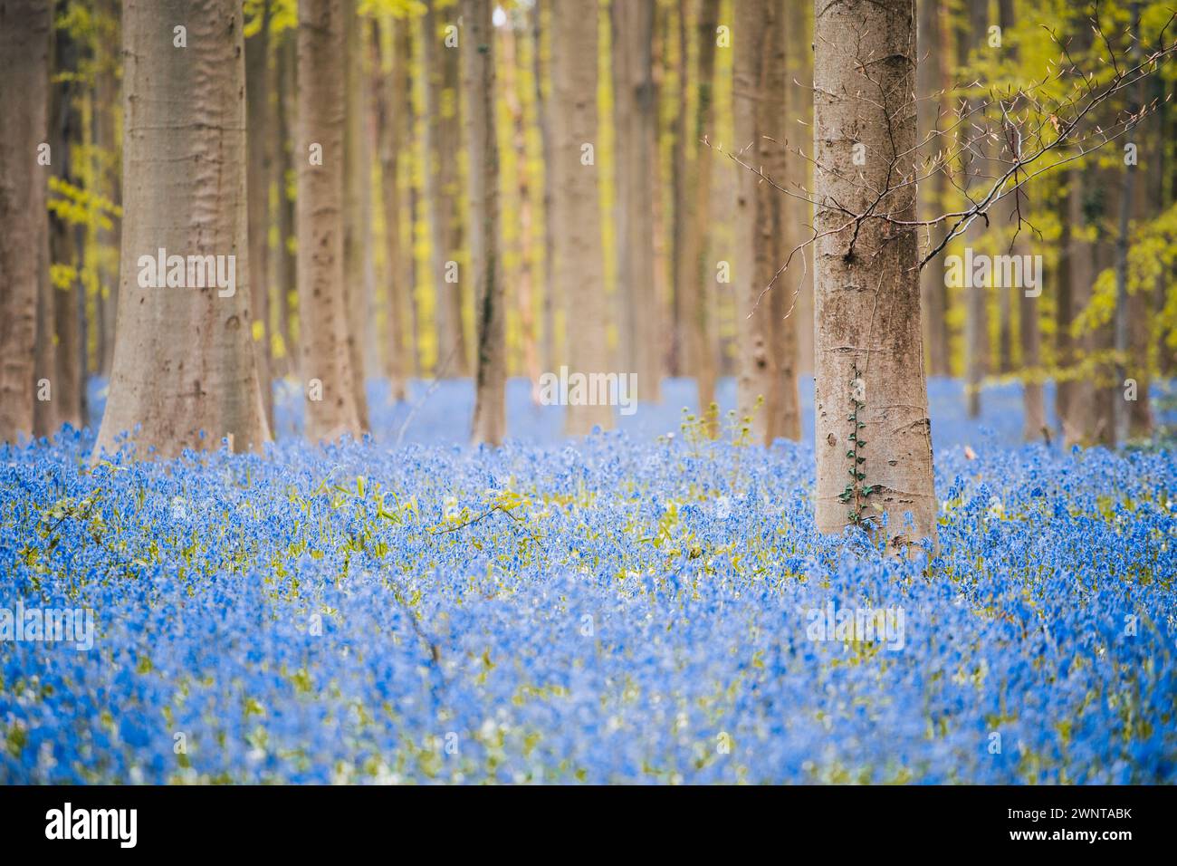 Magical Morning hallerbos forest with bluebell flowers, Halle, Belgium ...