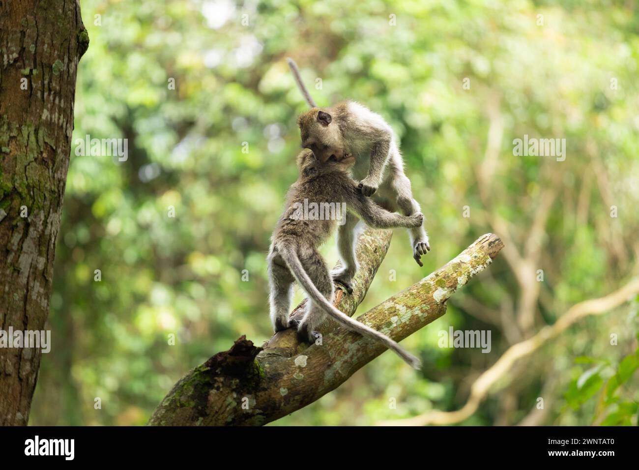 Fighting activities hi-res stock photography and images - Alamy